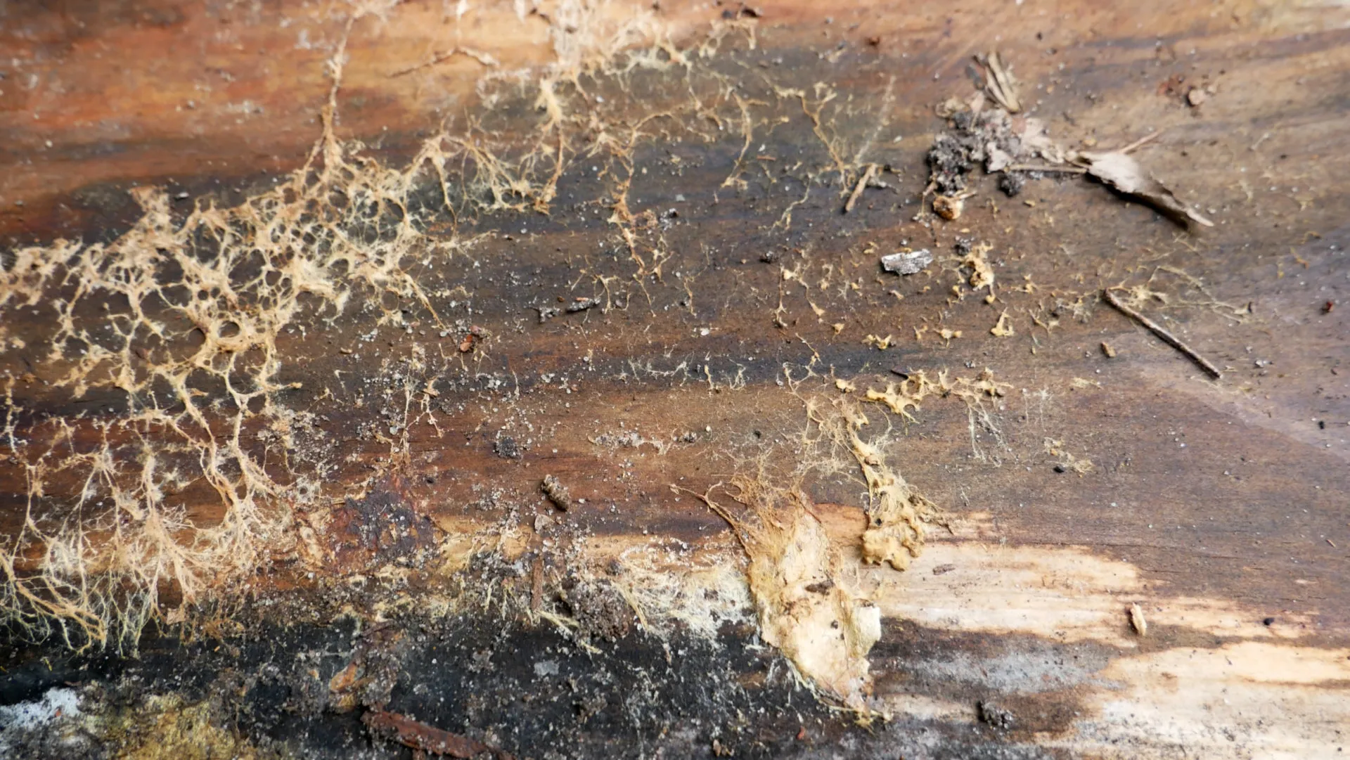 Learn Why October is a Prime Month for Mold Growth